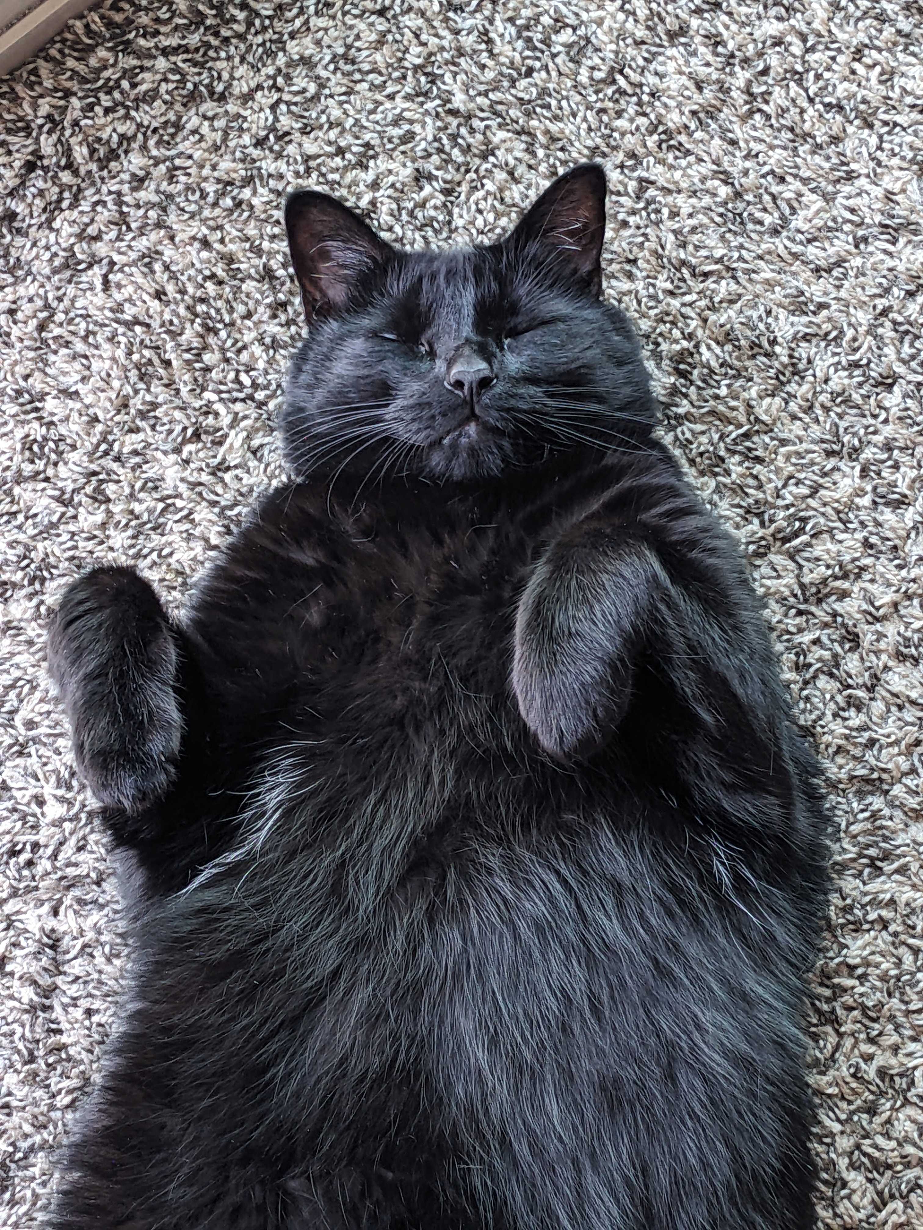 The Cat’s Meow: All Things Cats! – Mead Public Library Blog